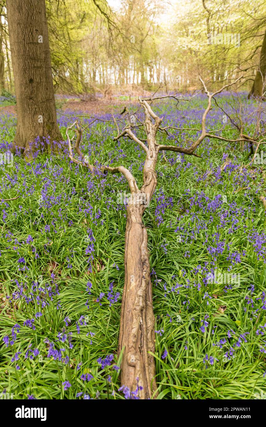 Bluebell festival hi-res stock photography and images - Alamy