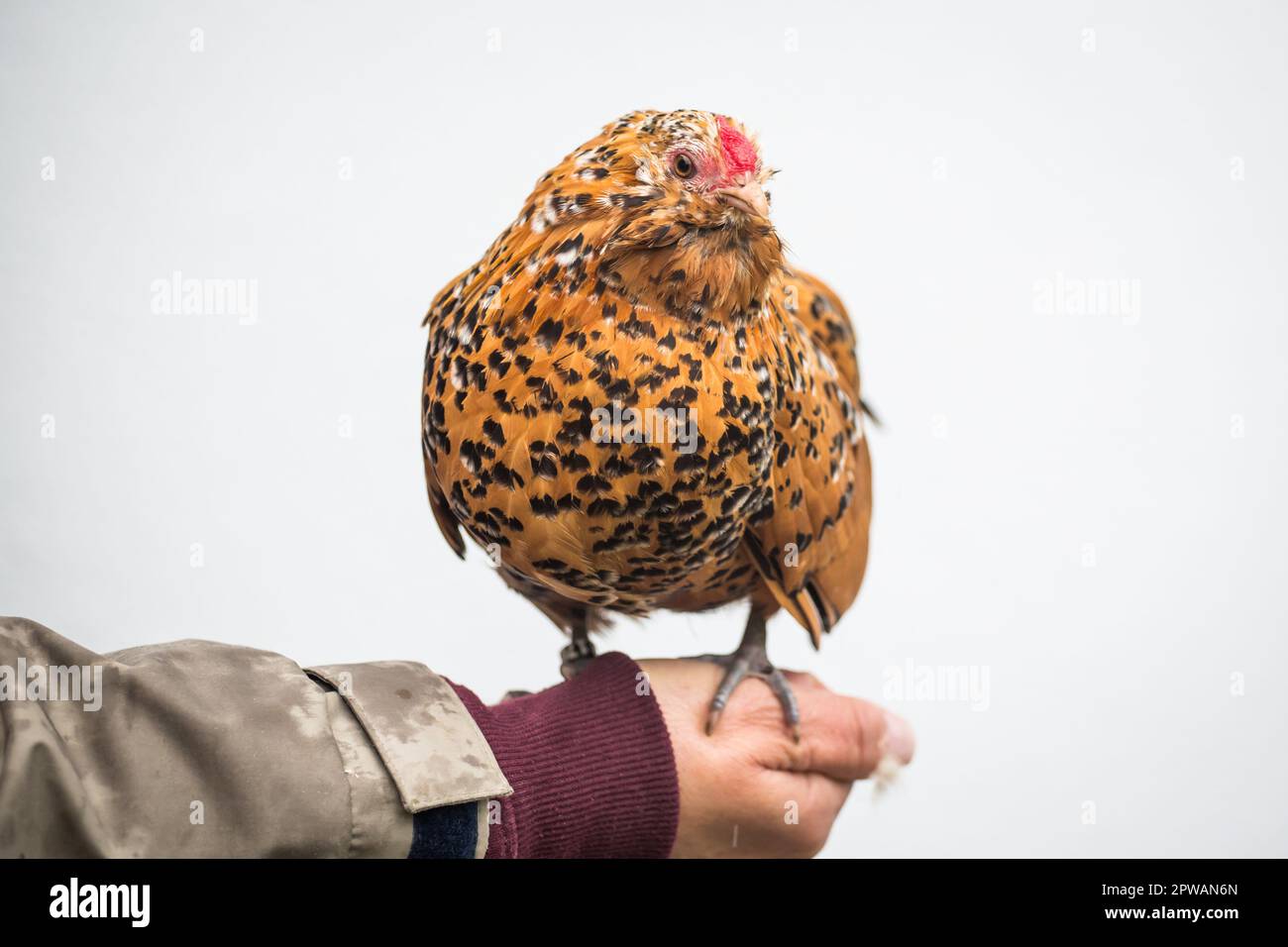Antwerp Belgian Bantam (Antwerpener Bartzwerg) chicken hen Stock Photo ...