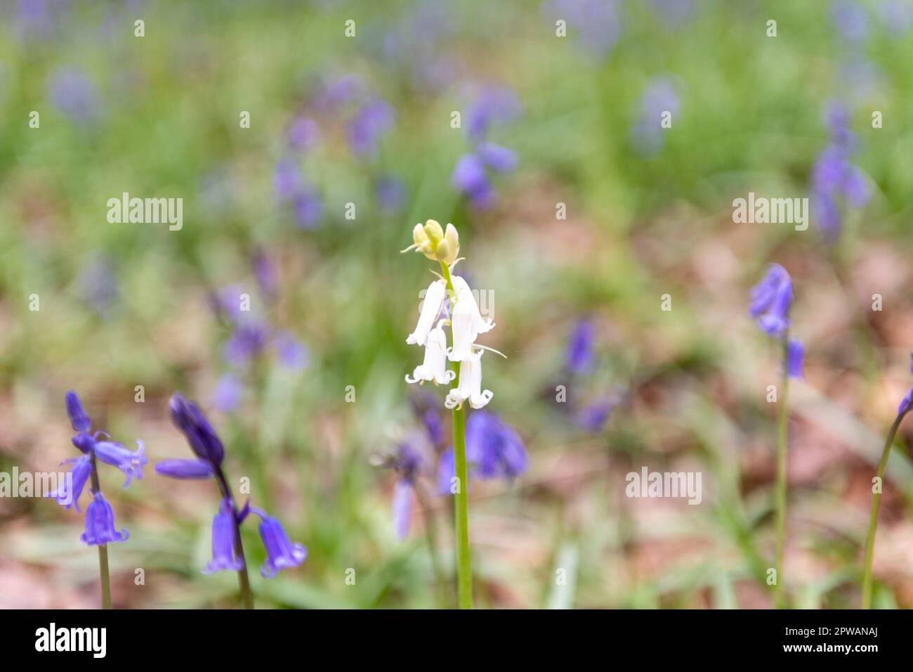 Rare white bluebell also known as Hyacinthoides 'White City' in amongst ...