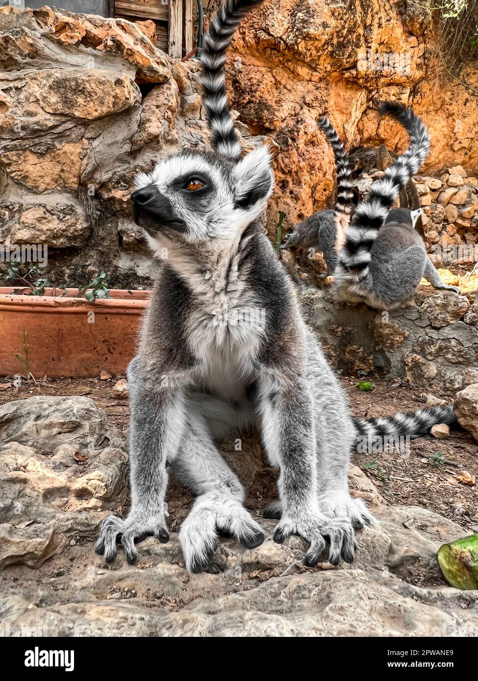 Ring-tailed lemur in zoological garden Stock Photo - Alamy