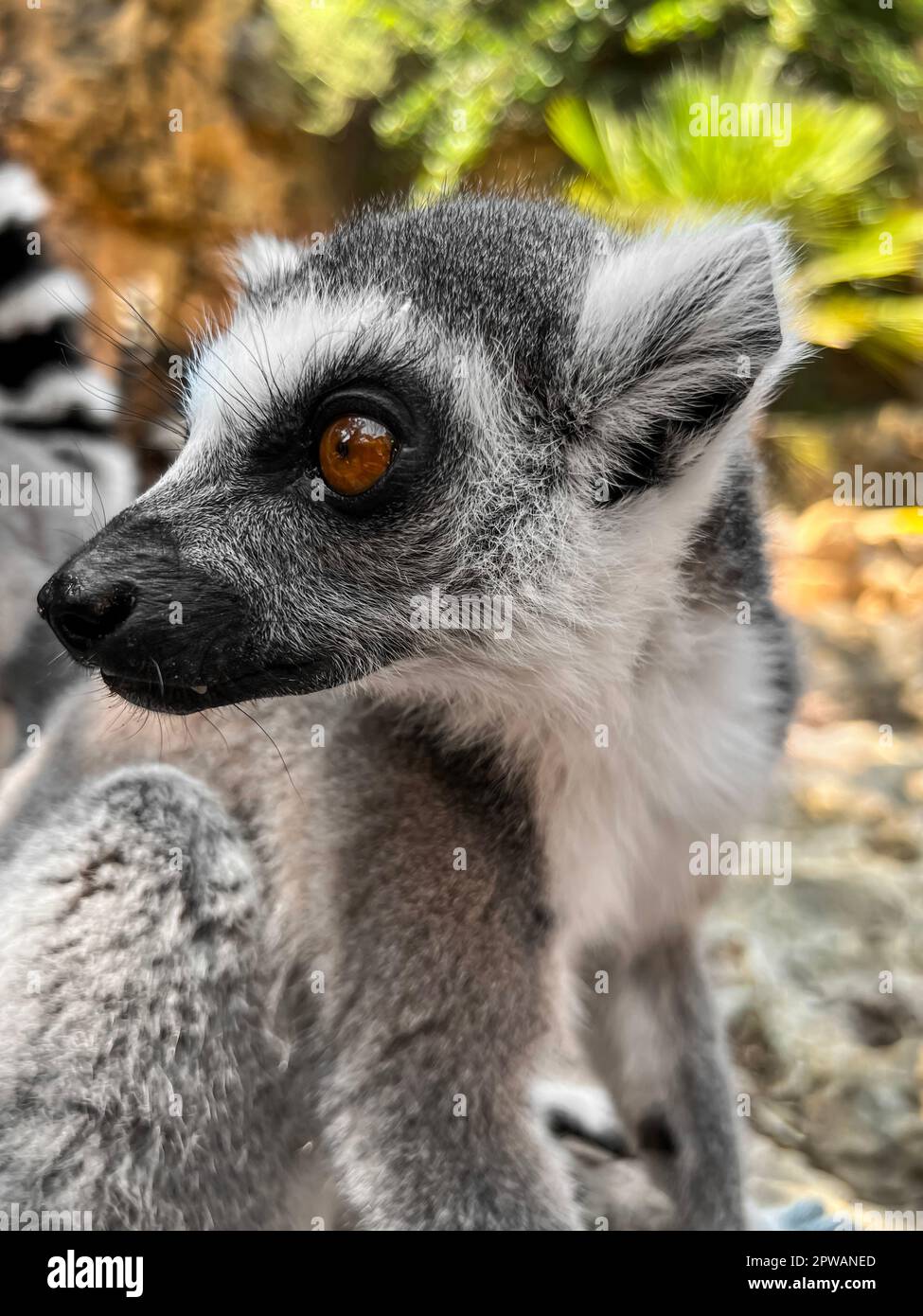 Funny cat lemur ring tailed hi-res stock photography and images - Alamy