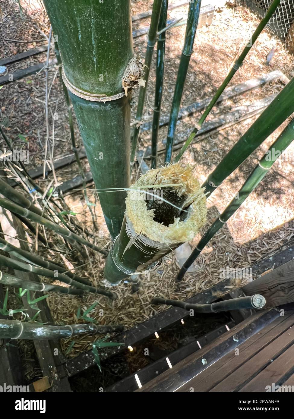 Bamboo stems in greenhouse, closeup Stock Photo - Alamy