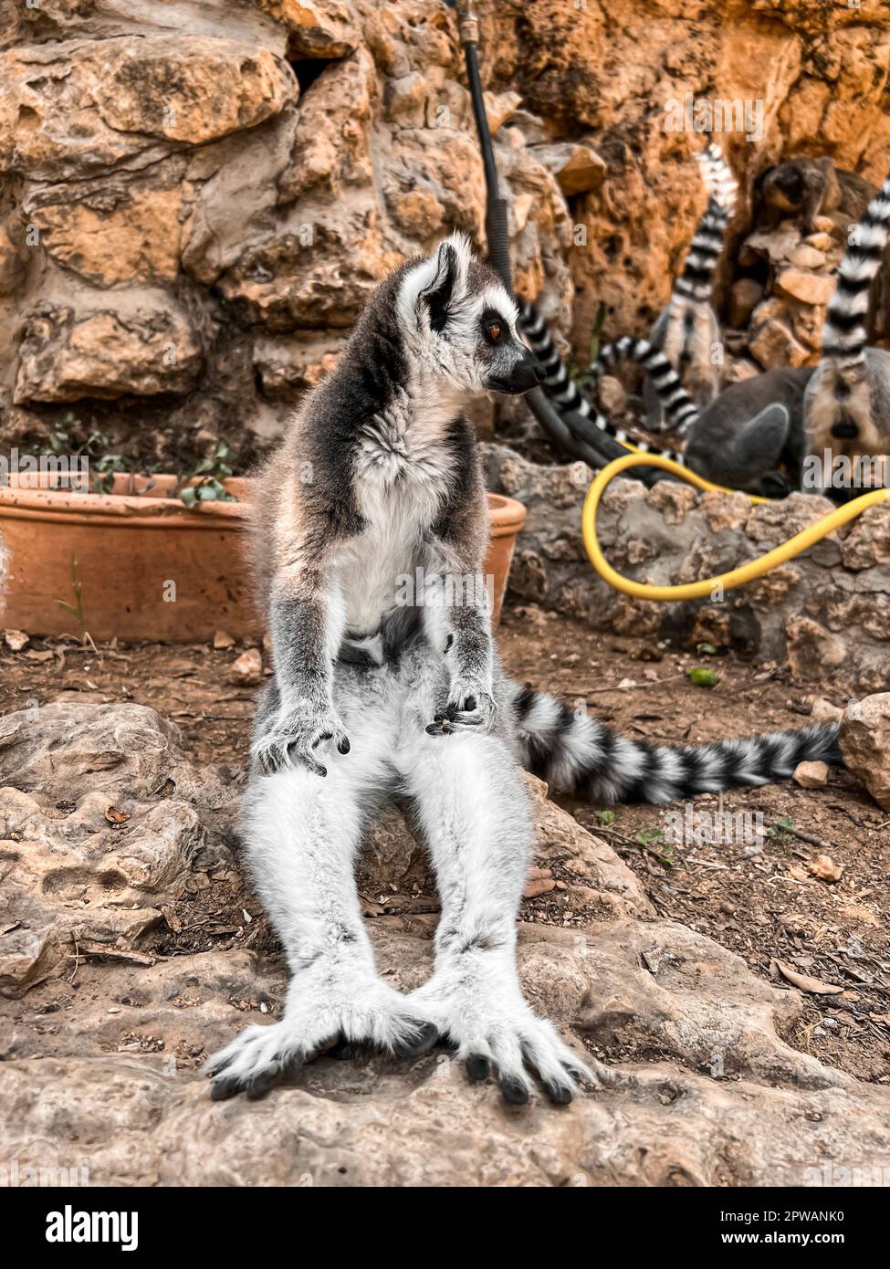 Ring-tailed lemur in zoological garden Stock Photo - Alamy