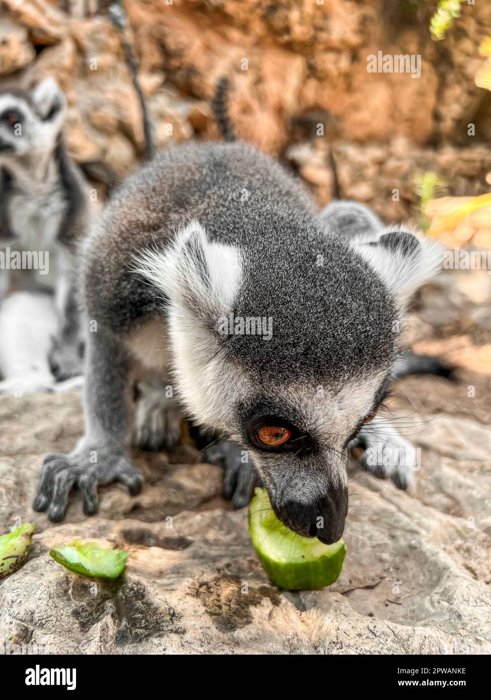 Ring-tailed lemur eating in zoological garden, closeup Stock Photo - Alamy