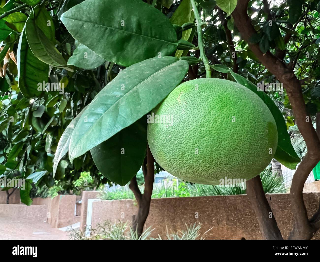 Green pomelo fruit growing hi-res stock photography and images - Alamy