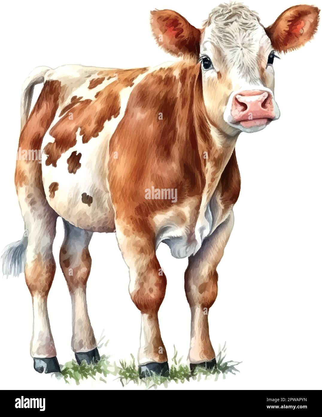 Cow watercolor tender warm colors, appeasement, pasture, white, brown ...
