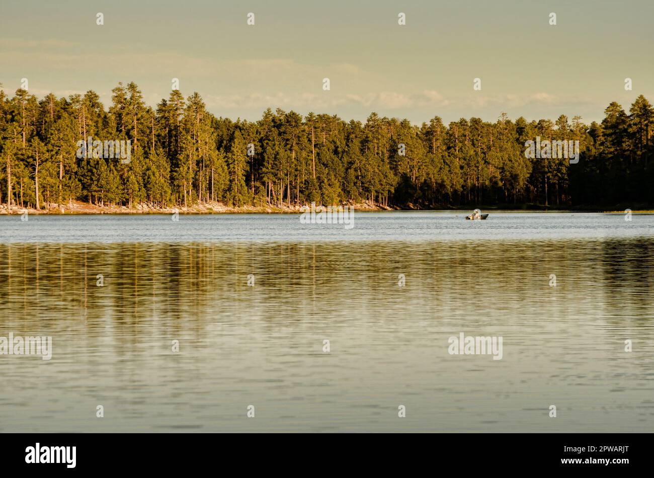 Man in a small boat in a forest lake Stock Photo - Alamy
