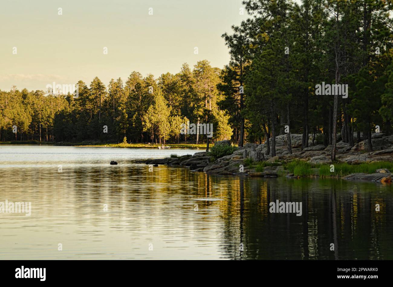 Dingy forest hi-res stock photography and images - Alamy