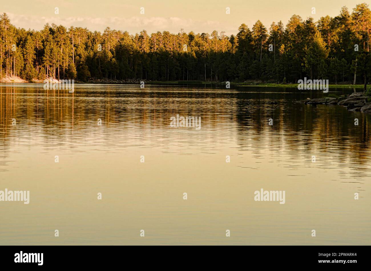 Dingy forest hi-res stock photography and images - Alamy