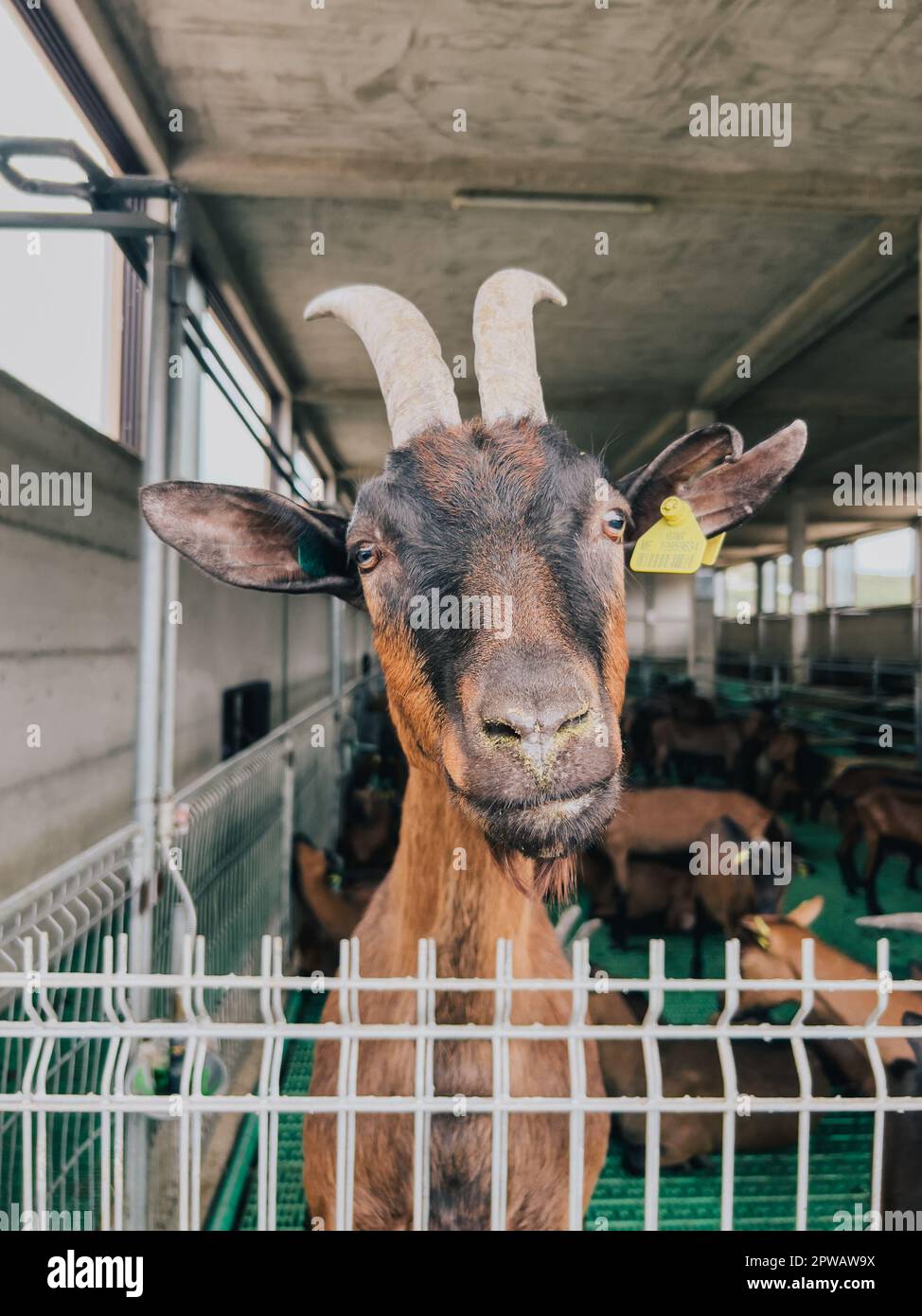 Brown goat with an ear tag peeks out from behind a fence at a farm ...
