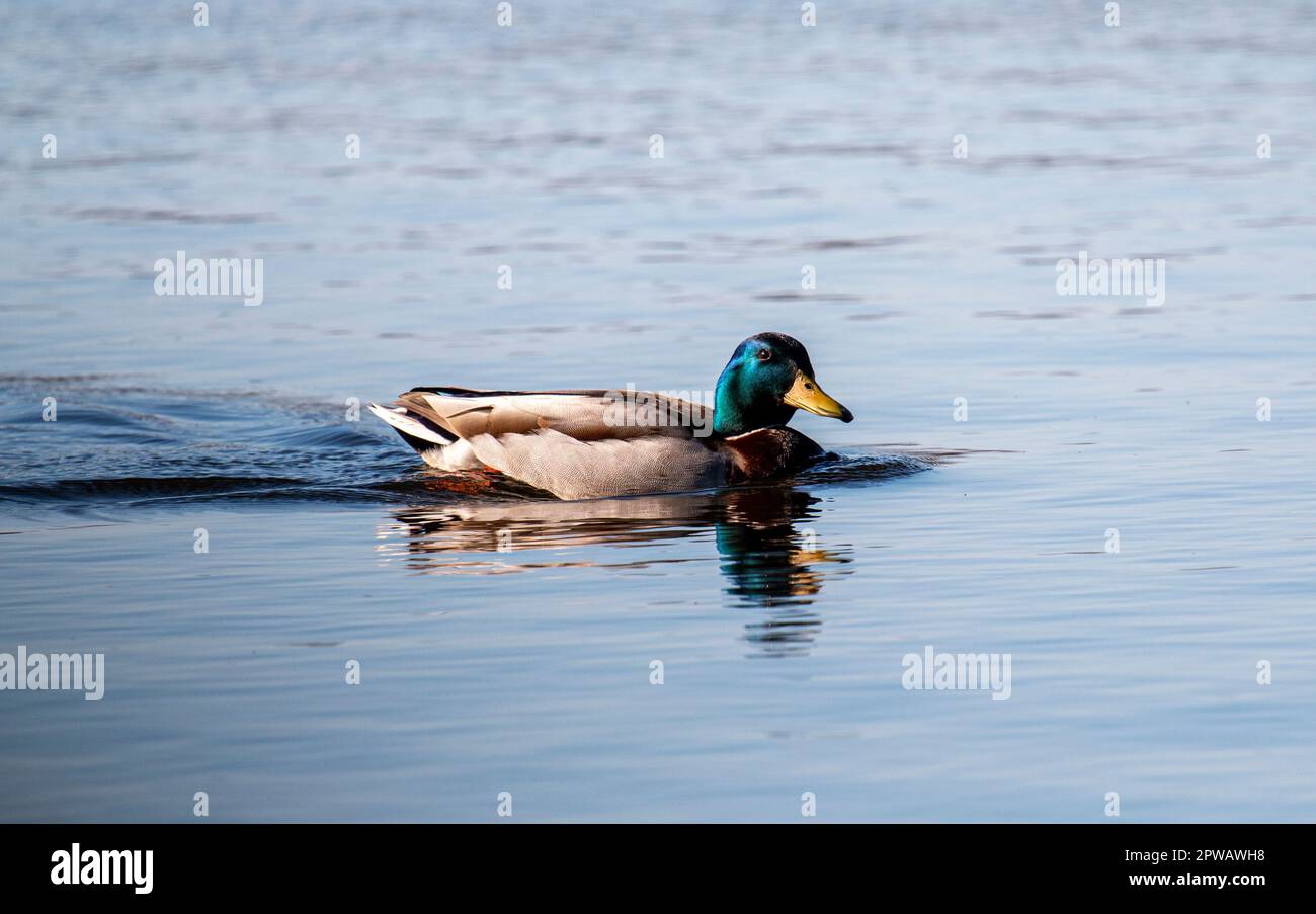 Side view of one mallard duck seems to be looking into the camera with ...