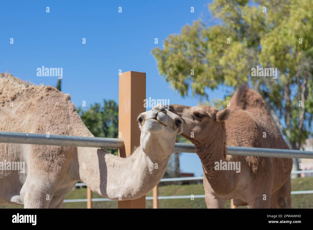 A camel in a pen in clear weather. zoo with wild animals Stock Photo ...