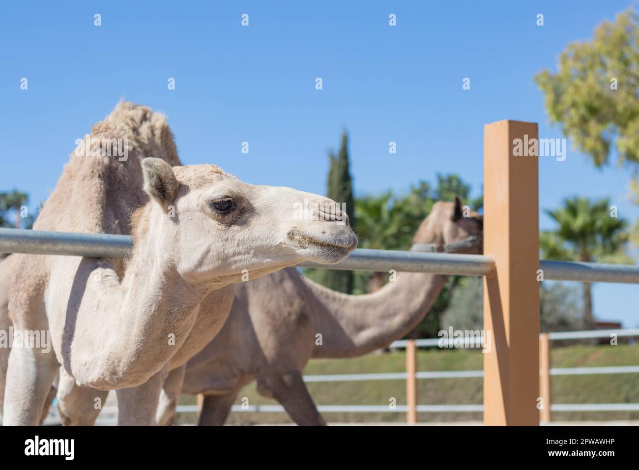 A camel in a pen in clear weather. zoo with wild animals Stock Photo ...