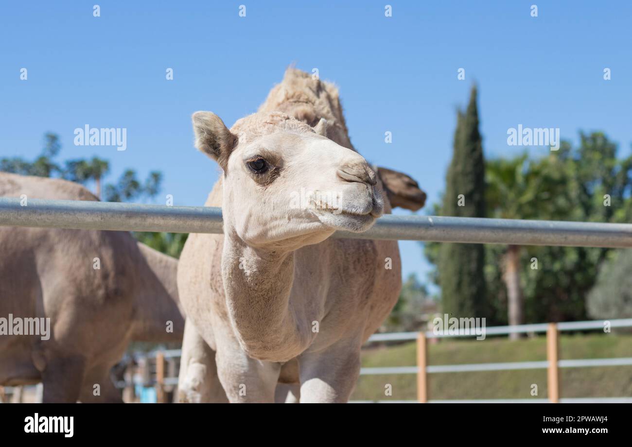 A camel in a pen in clear weather. zoo with wild animals Stock Photo ...