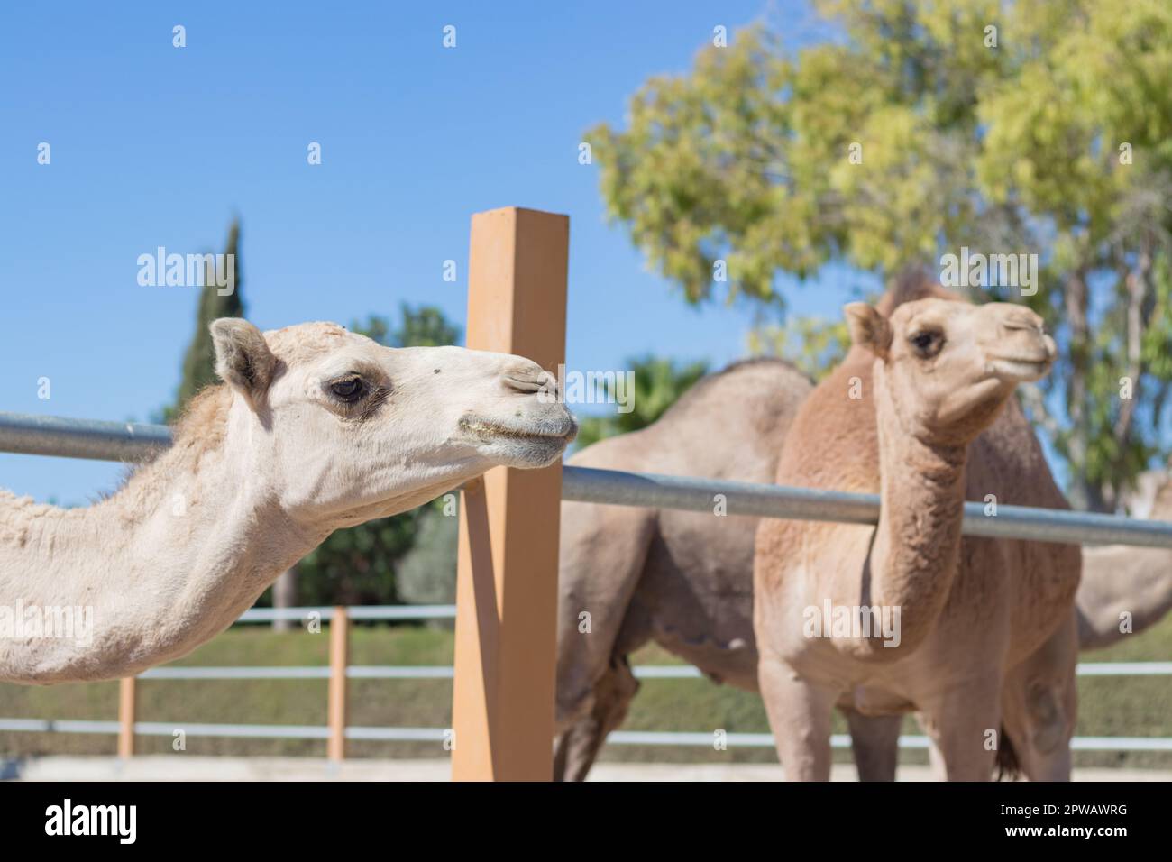 A camel in a pen in clear weather. zoo with wild animals Stock Photo ...