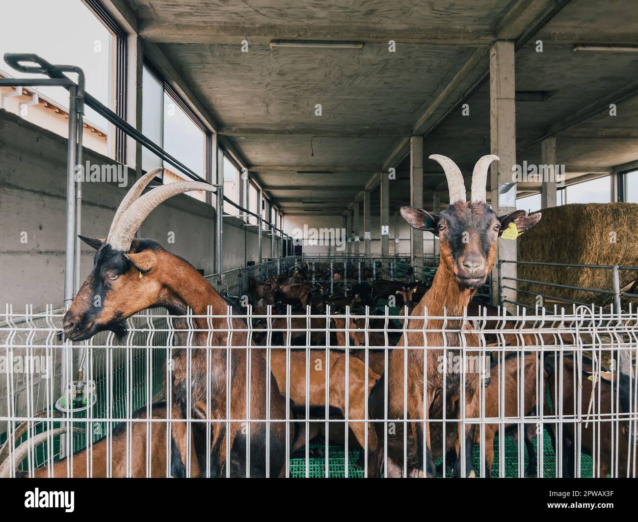 Brown goats stand on their hind legs and peek out from behind a fence ...