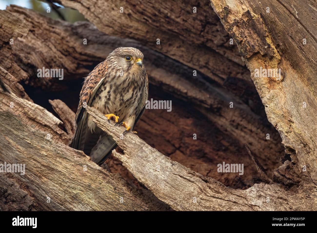 Kestrel with adopted dead tree as a nest ready to breed Stock Photo - Alamy