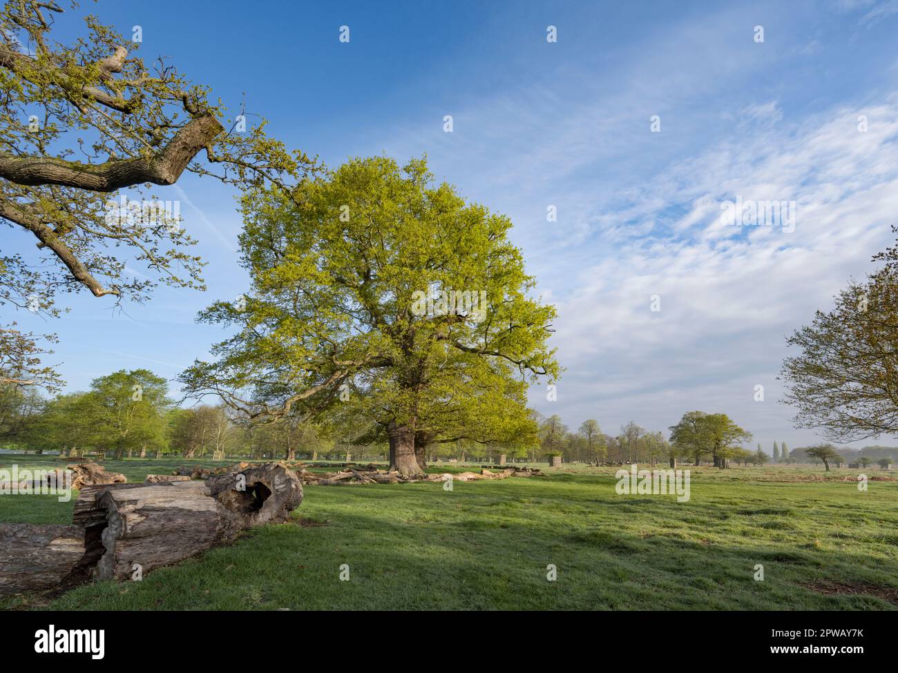 Morning walk with nature in Bushy Park Surrey UK Stock Photo - Alamy