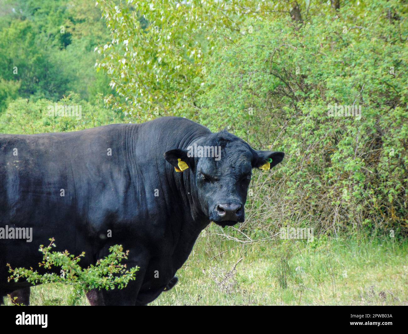 Black angus bull in the field Stock Photo - Alamy