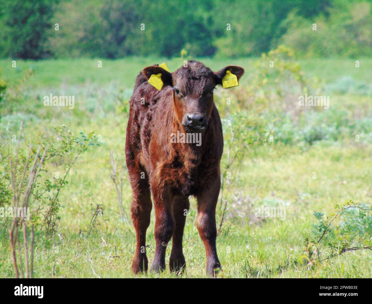 Red angus calf in the field Stock Photo - Alamy