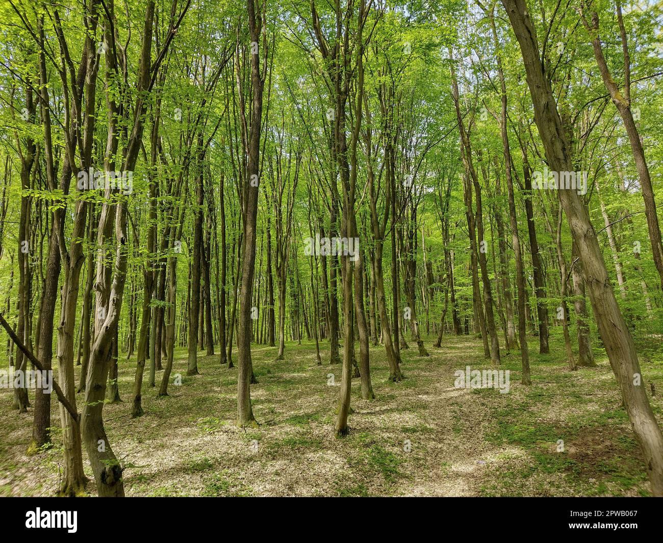 Romania forest hi-res stock photography and images - Alamy