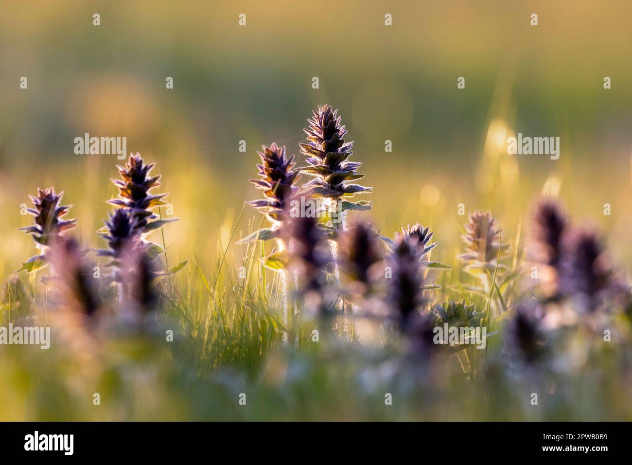 Anjuga reptans bugle Stock Photo - Alamy