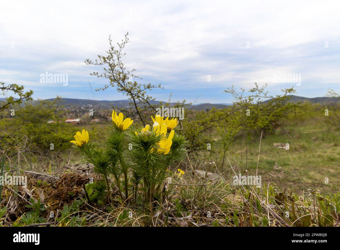 Spring Adonis Adonis vernalis Stock Photo - Alamy