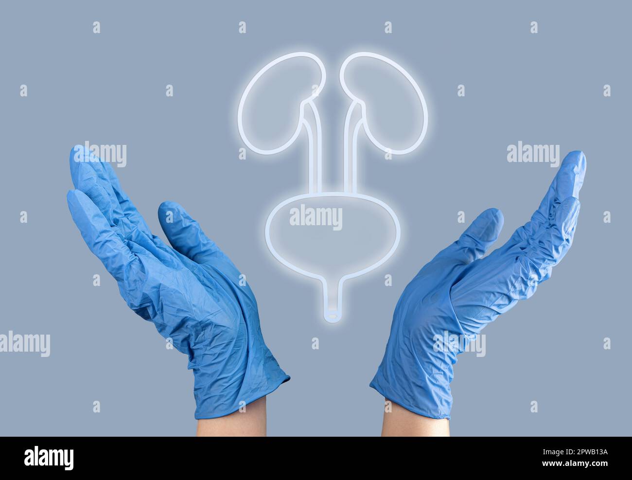Kidneys and bladder organ diagnostic and health care concept Stock Photo - Alamy