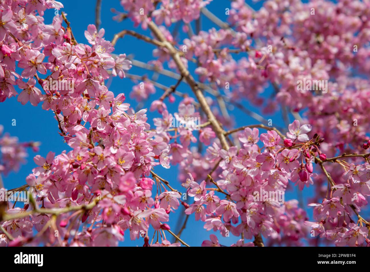 Pink sky wallpapers hi-res stock photography and images - Alamy