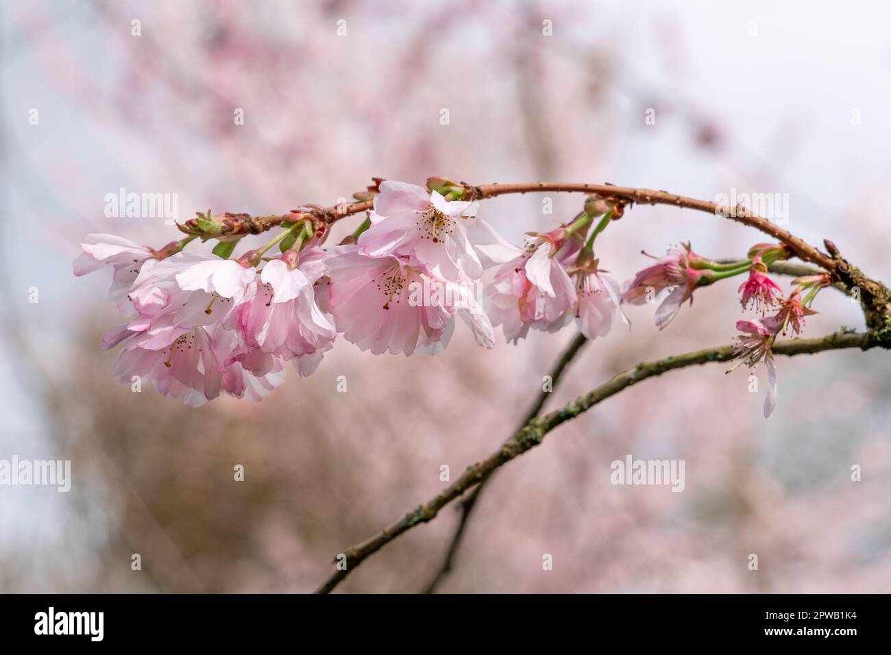 Soft blossom petals hi-res stock photography and images - Alamy