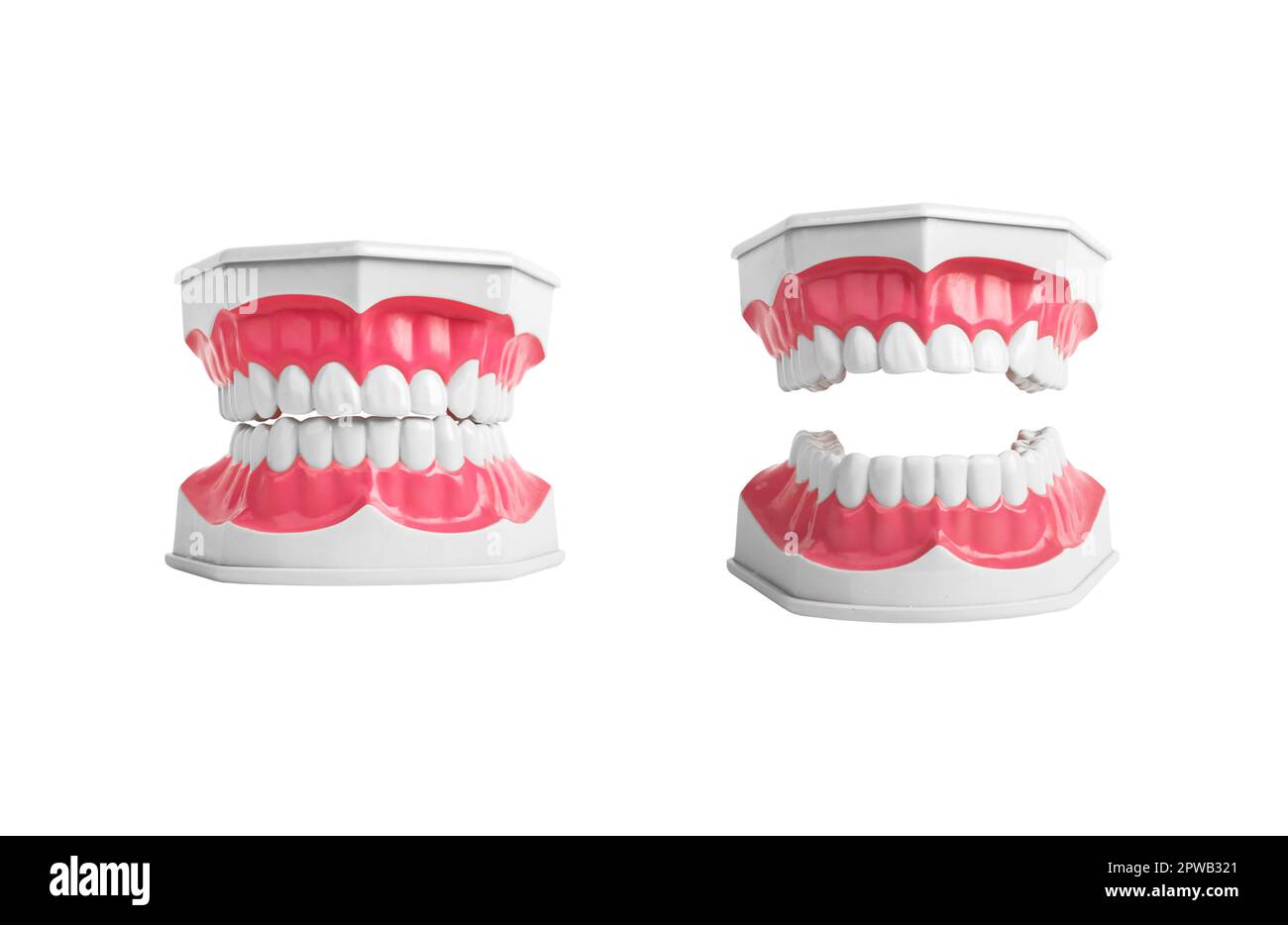 Open and closed jaws, teeth model isolated on white background Stock ...