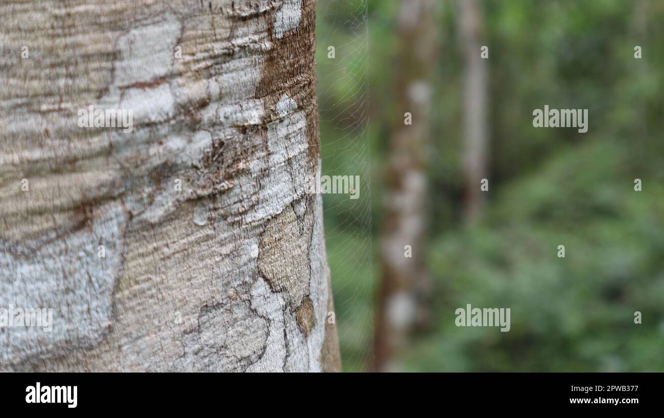 A tiniest red color spider is on it's very creative spider web. The ...