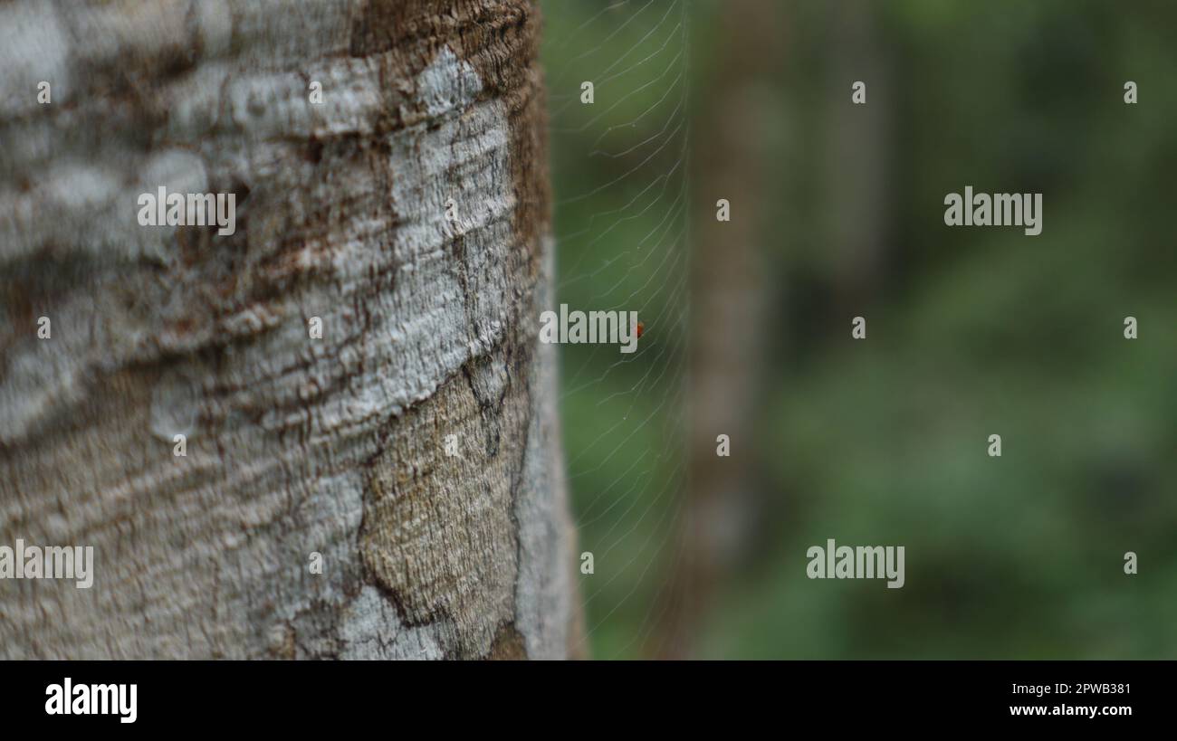 A tiniest red spider folding its body is on its unique spider web made ...