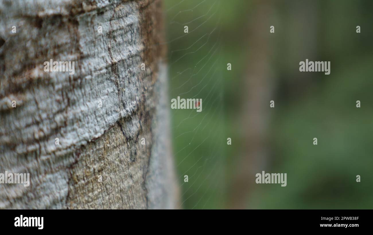 Tiniest insects hi-res stock photography and images - Alamy