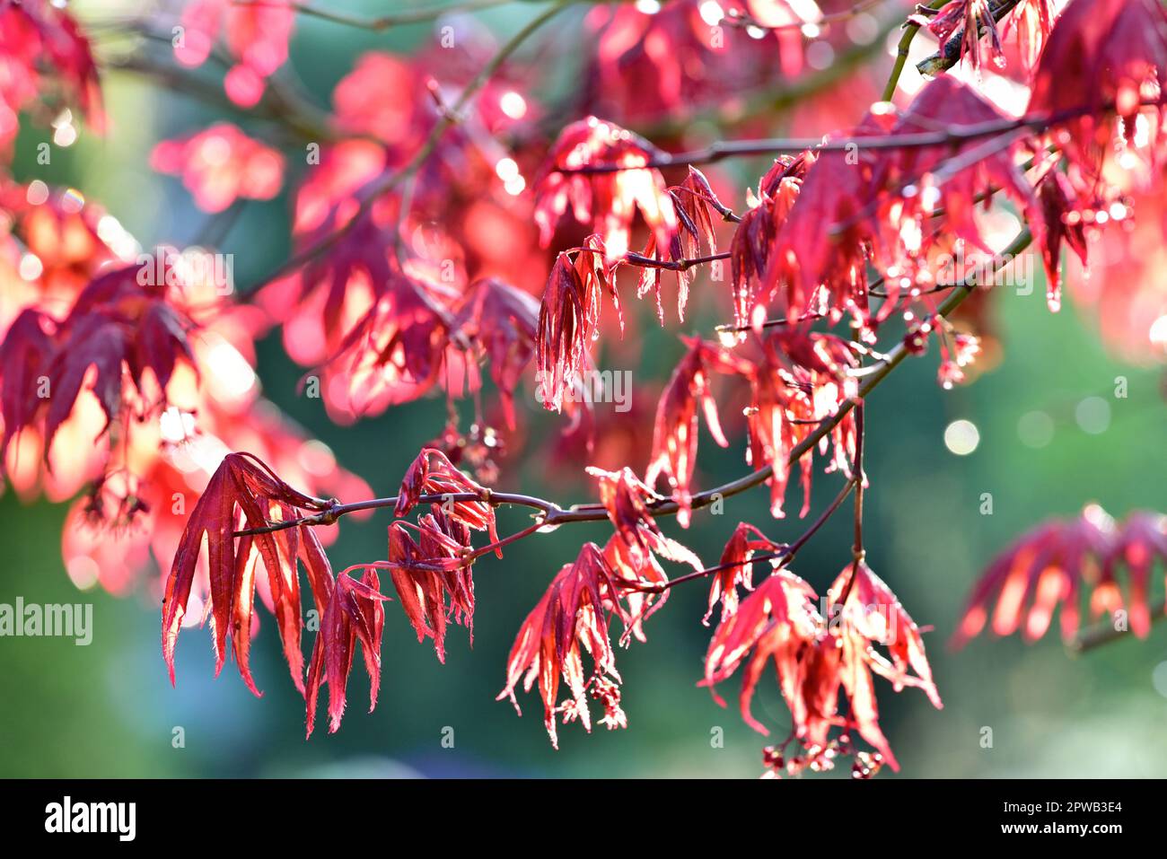 Young leaves of the red Japanese maple (Atropurpureum) in spring ...