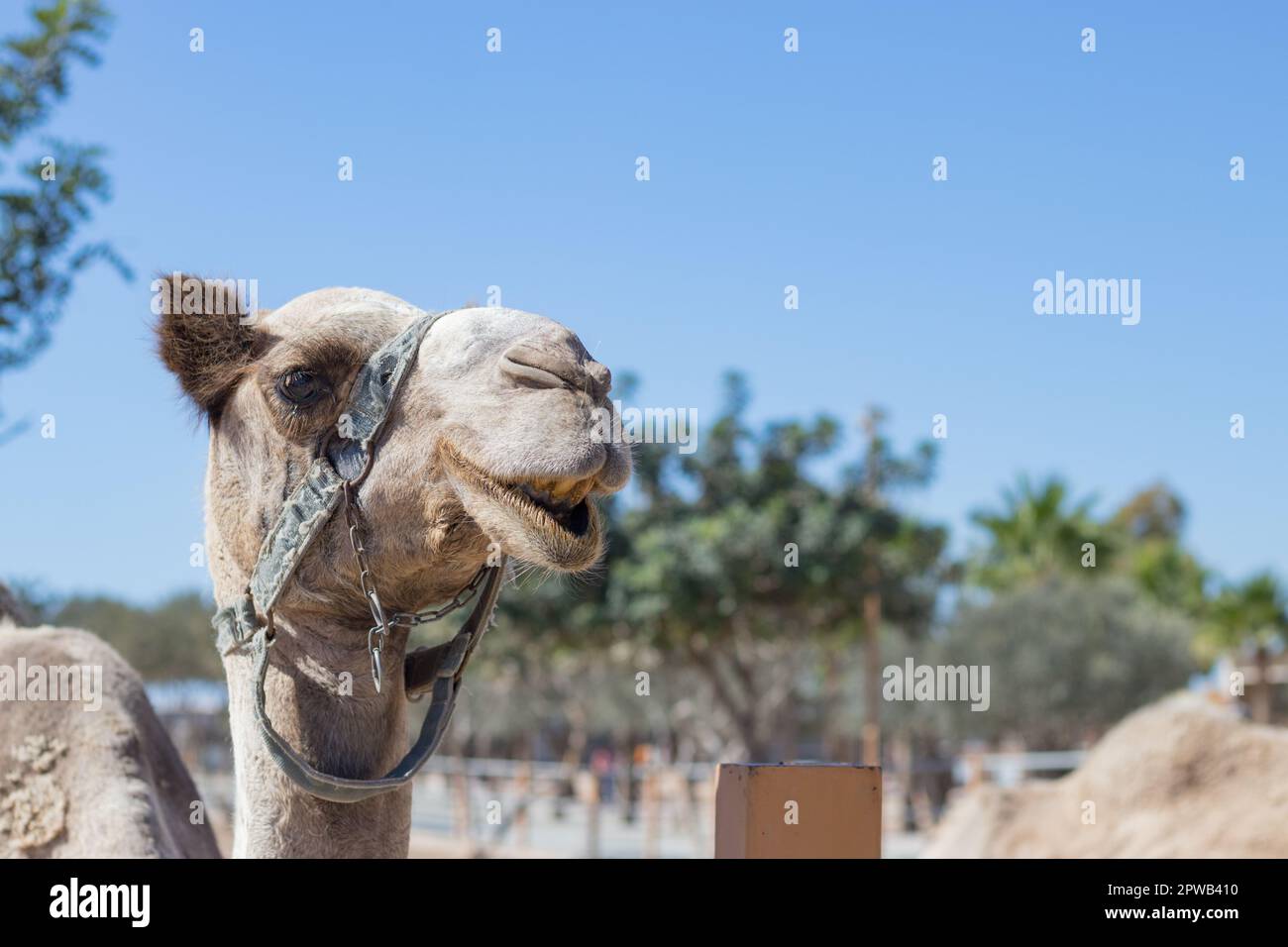 A camel in a pen in clear weather. zoo with wild animals Stock Photo ...