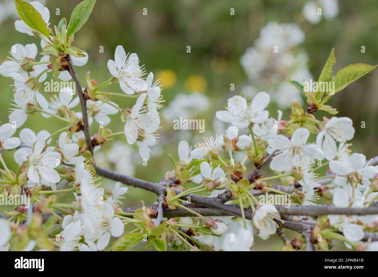 Spring background of flowers. Beautiful spring flowering trees and ...