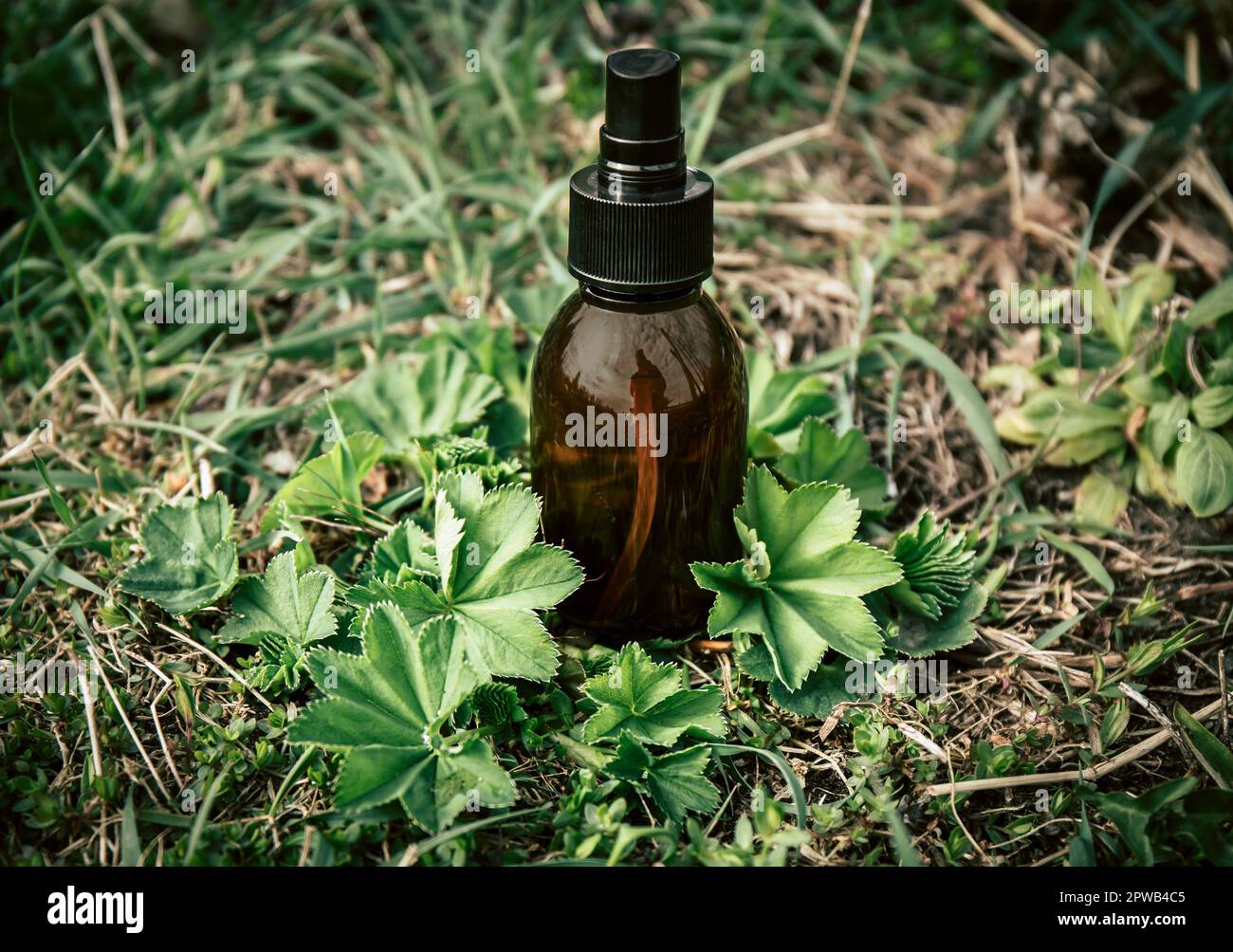 Alchemilla vulgaris, lady's mantle medicinal tincture in brown bottle ...
