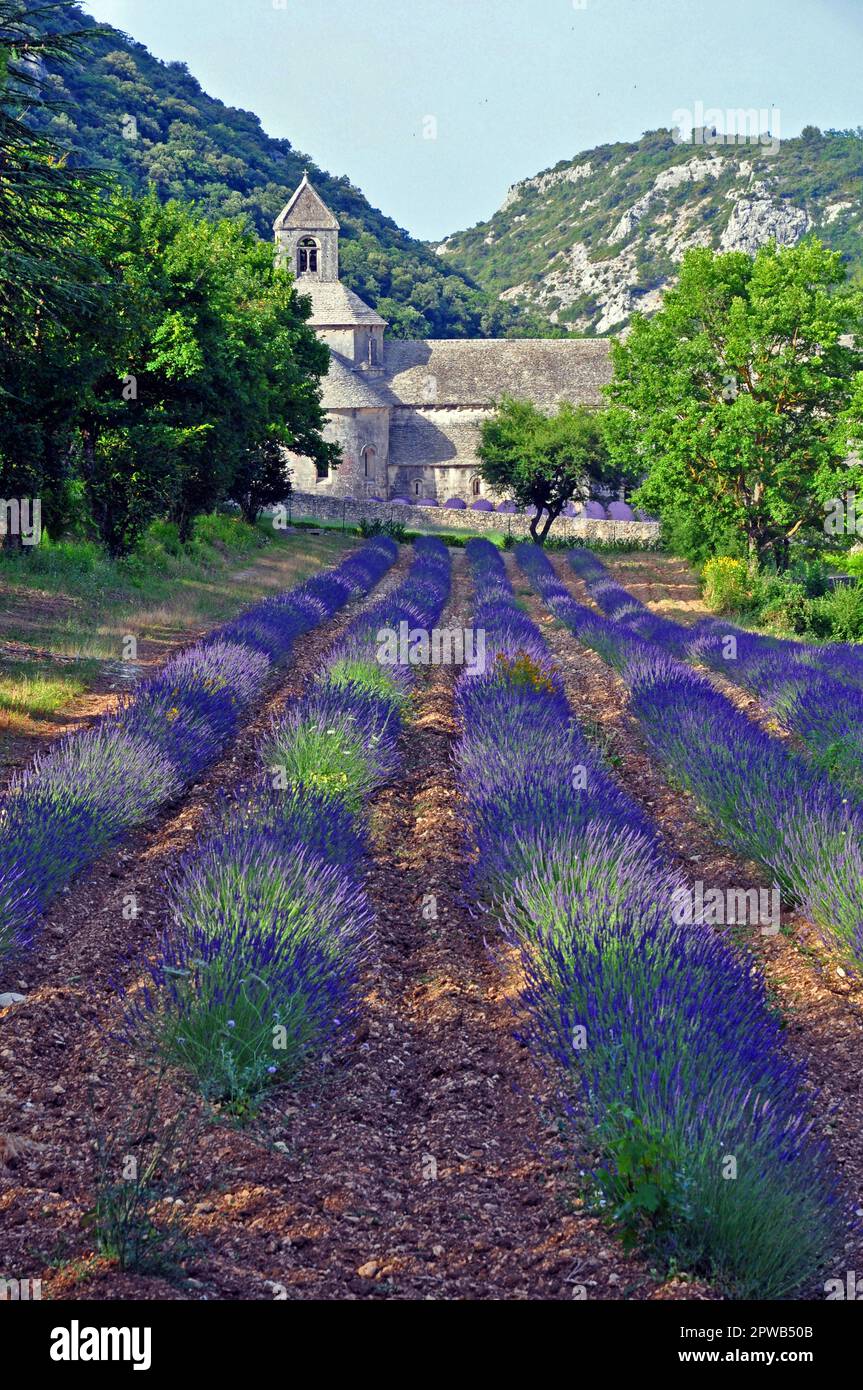 The Cistercian abbey of Senanque in Gordes is one of the 3 sisters of ...