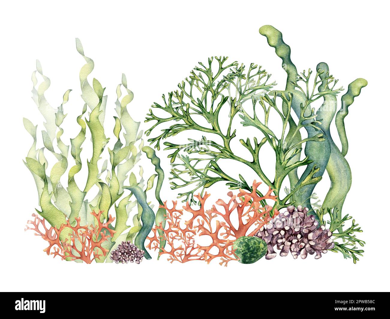 Composition of colorful sea plants watercolor illustration isolated on ...
