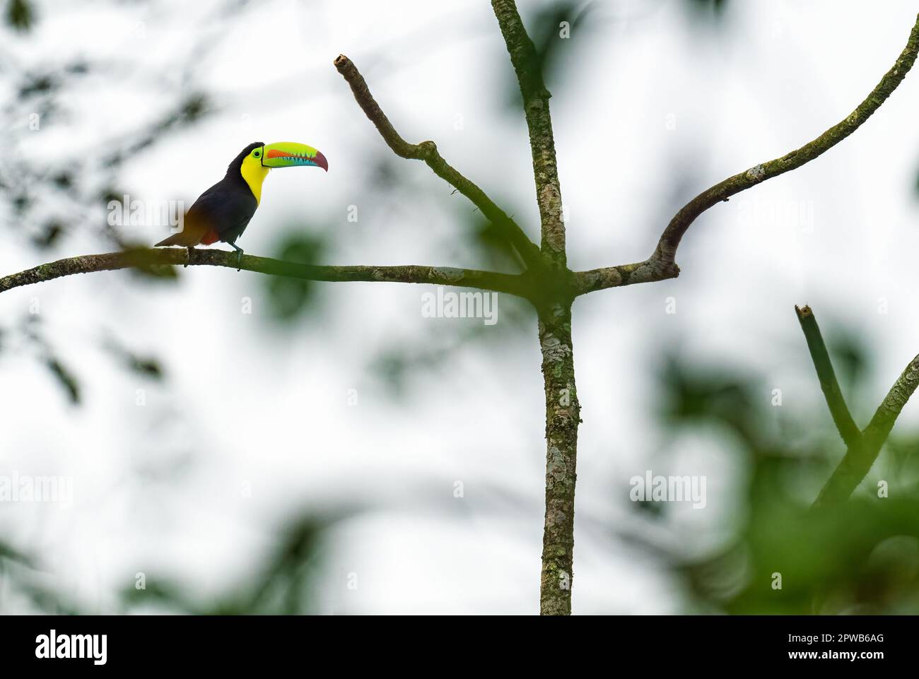 Keel Billed Toucan Ramphastos Sulfuratus Large Colorful Toucan From