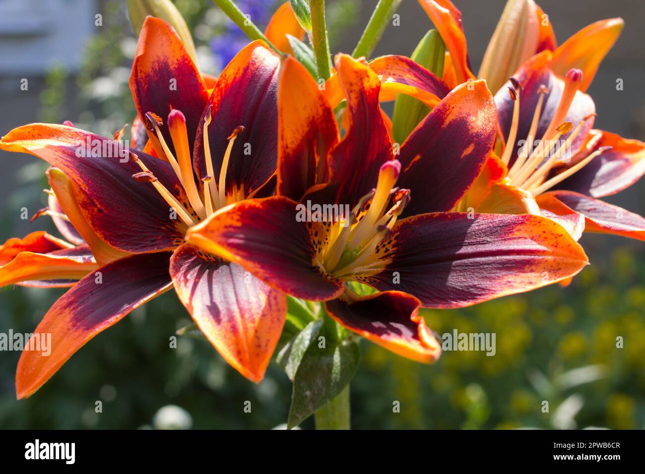 Close up of the flowering Lilium Forever Susan Stock Photo - Alamy