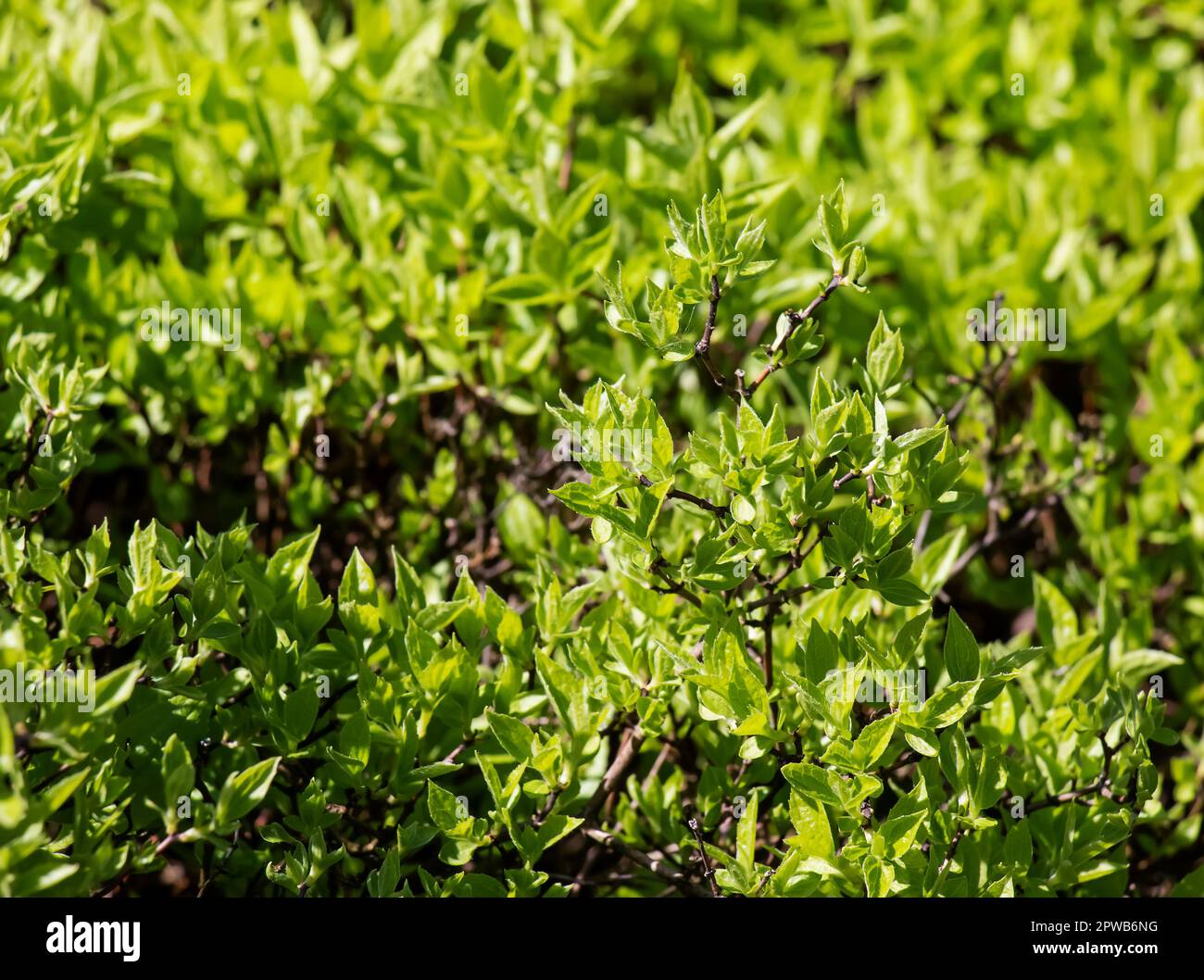 Jasmine bush in spring. The first green leaves on the branches of the ...