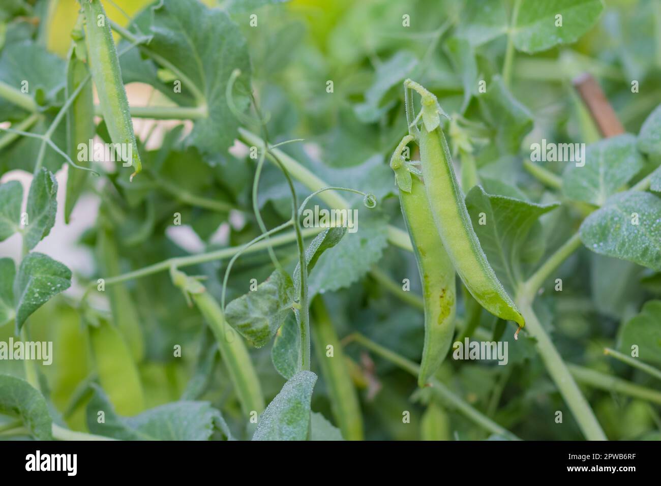Green peas grow in the garden. Beautiful close up of green fresh peas ...
