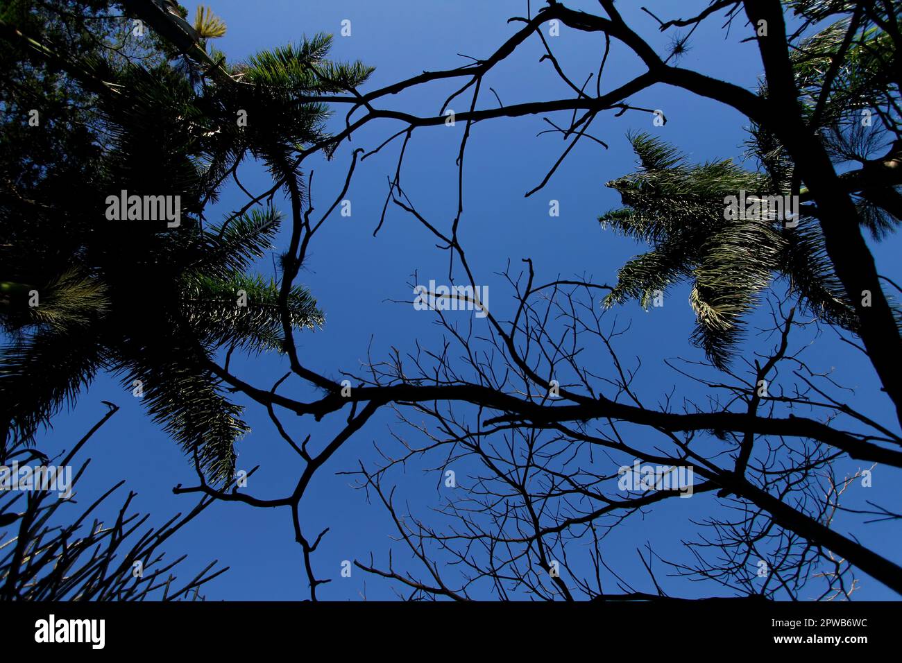Dark tangled forest night hi-res stock photography and images - Alamy