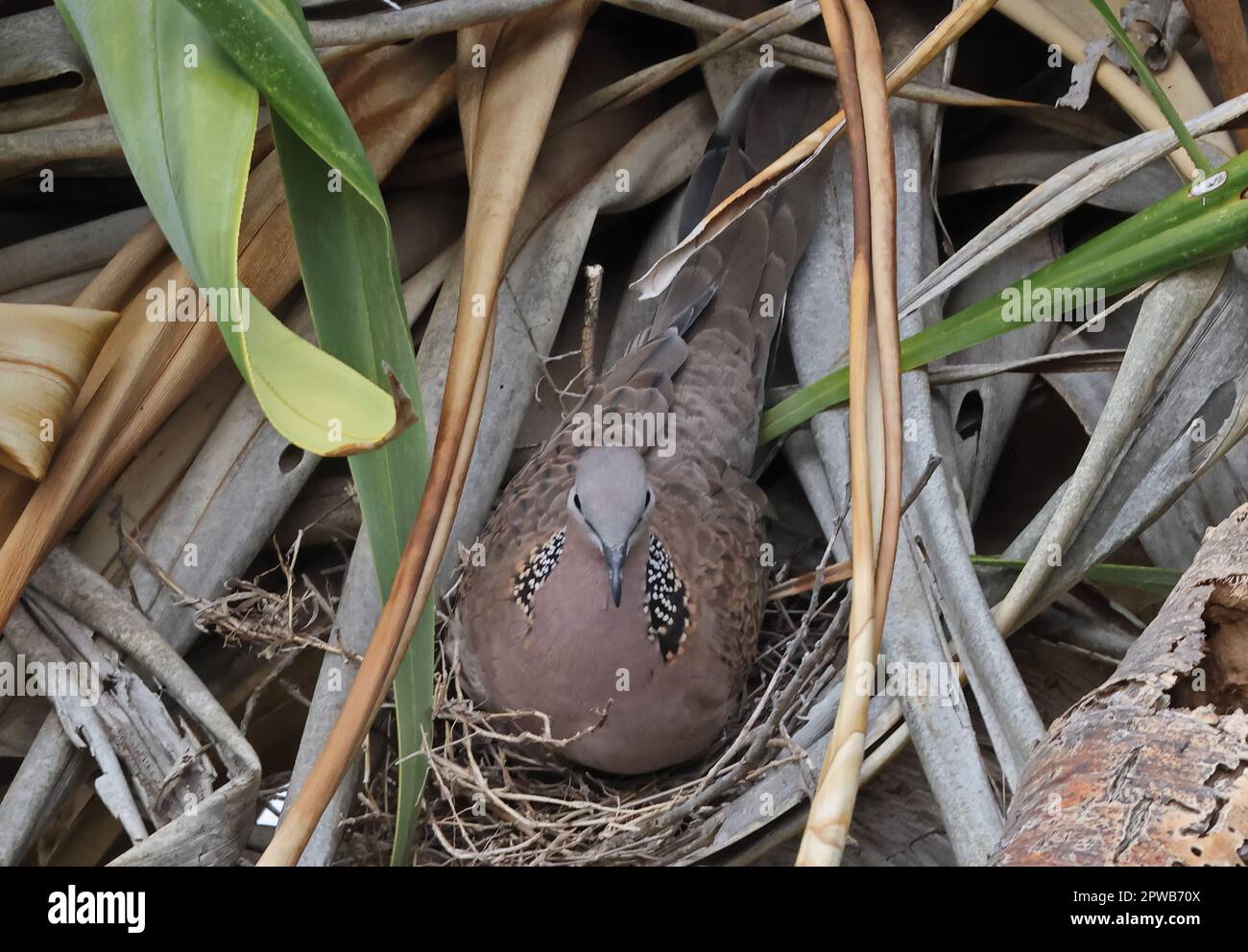 Spotted Dove ( Spilopelia chinensis) adult sitting on nest south-east ...