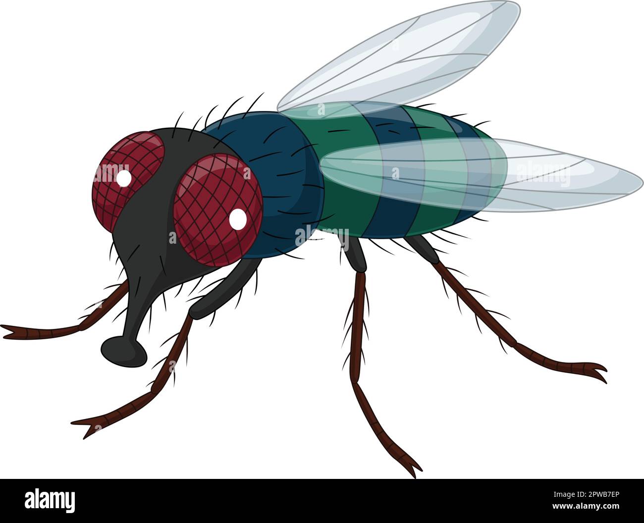 Cartoon house fly on white background Stock Vector Image & Art - Alamy