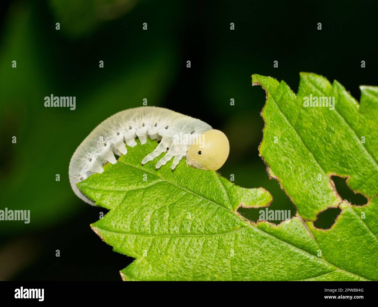 Elm Sawfly Caterpillar (Cimbex americanus) eating an Elm leaf during ...