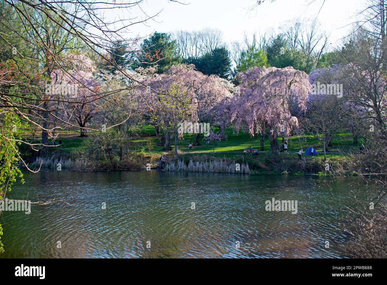 Cherry blossom trees, also called sakura, surrounding the lake at ...