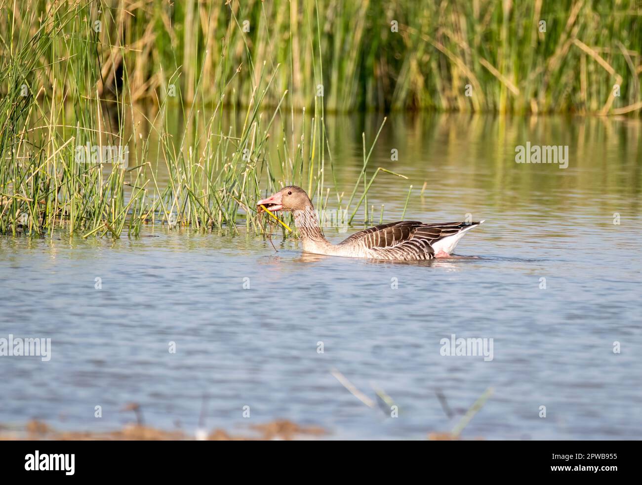 A graylag goose swimming in a small water body inside Wild ass ...